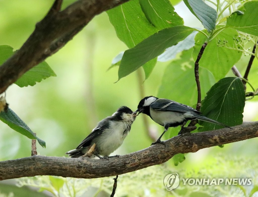 둥지 나온 새끼 키우는 어미 | 연합뉴스